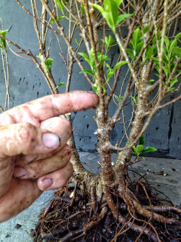 Here’s a new one, a dwarf variety ficus microcarpa – Adam's Art and ...