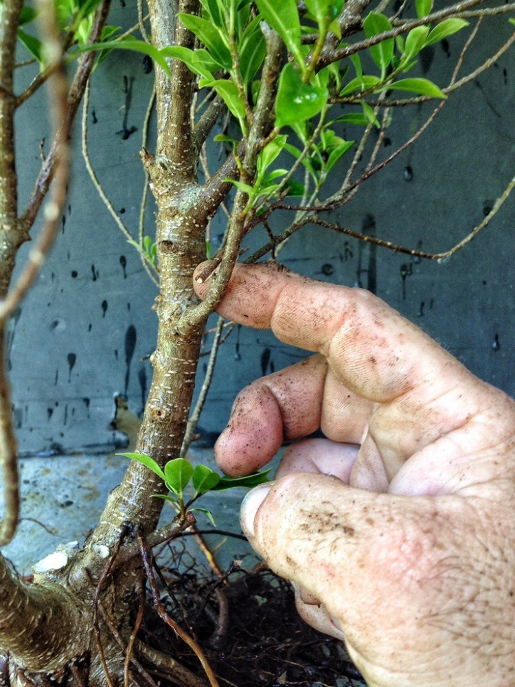Here’s a new one, a dwarf variety ficus microcarpa – Adam's Art and ...