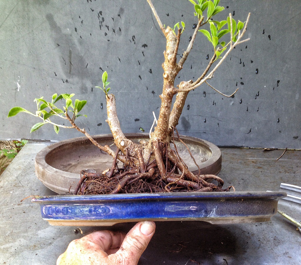 Here’s a new one, a dwarf variety ficus microcarpa – Adam's Art and ...