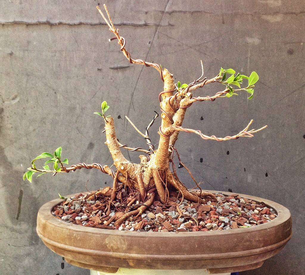 Here’s a new one, a dwarf variety ficus microcarpa – Adam's Art and ...
