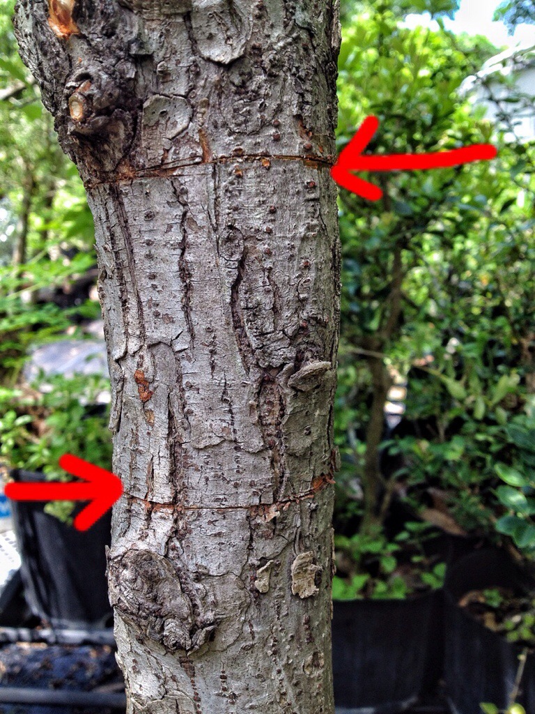 Some tricks I’ve learned about air-layering – Adam's Art and Bonsai Blog