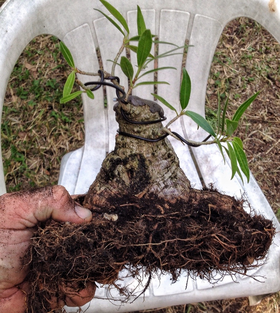 Yeah, it’s another trunk chop, like butta! – Adam's Art and Bonsai Blog