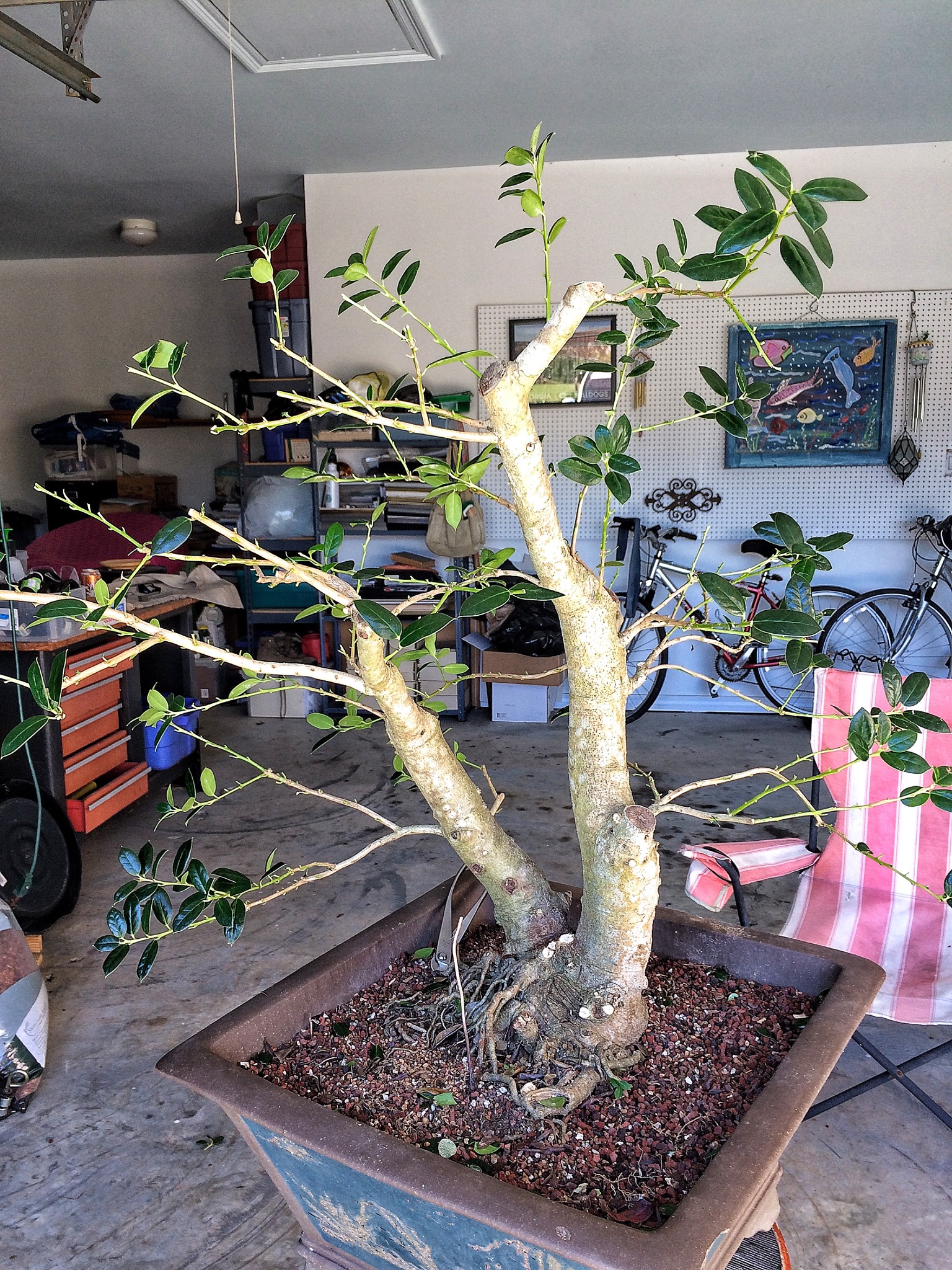 A big, collected holly tree or, you can prick your finger but not ...