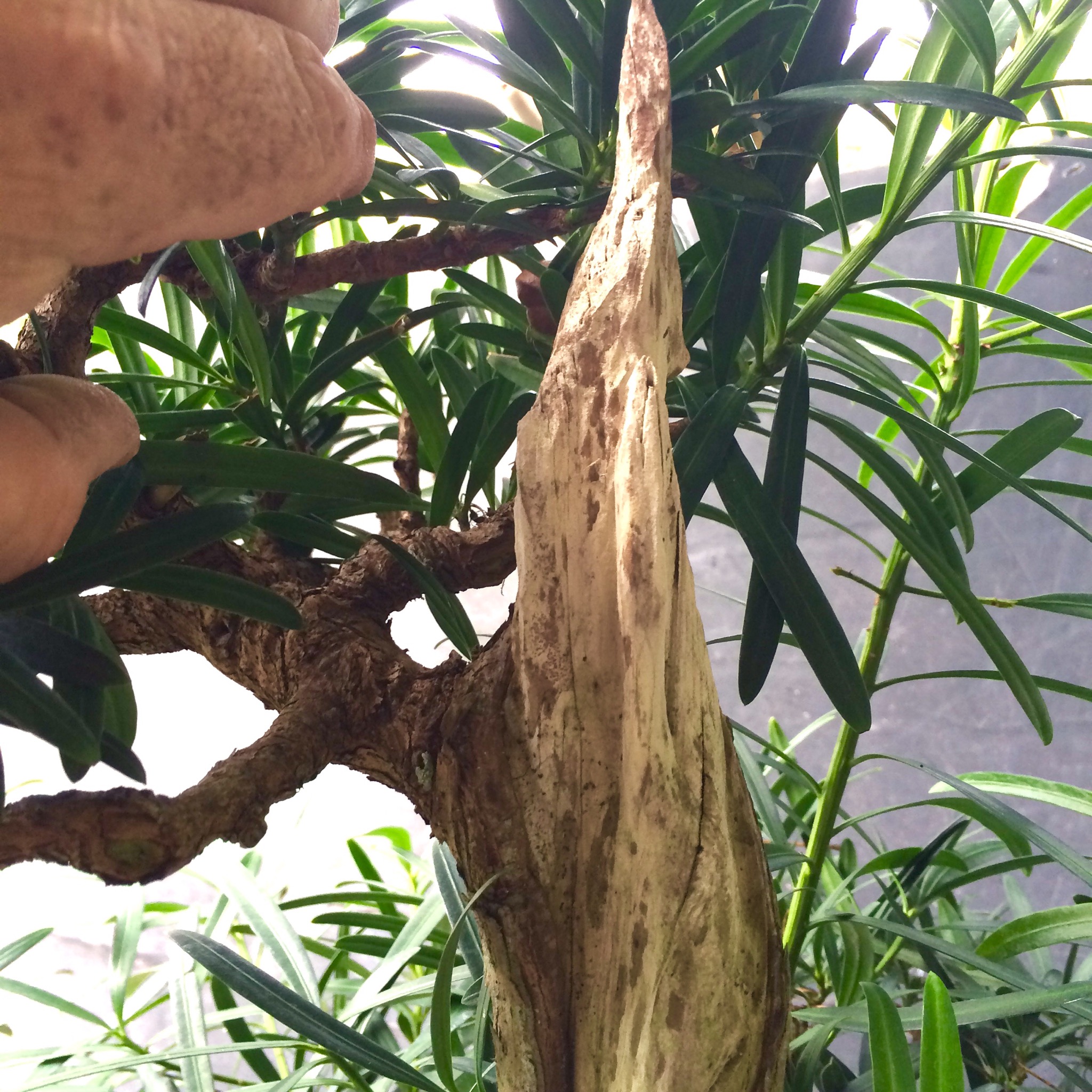 Podocarpus restyle and carving – Adam's Art and Bonsai Blog