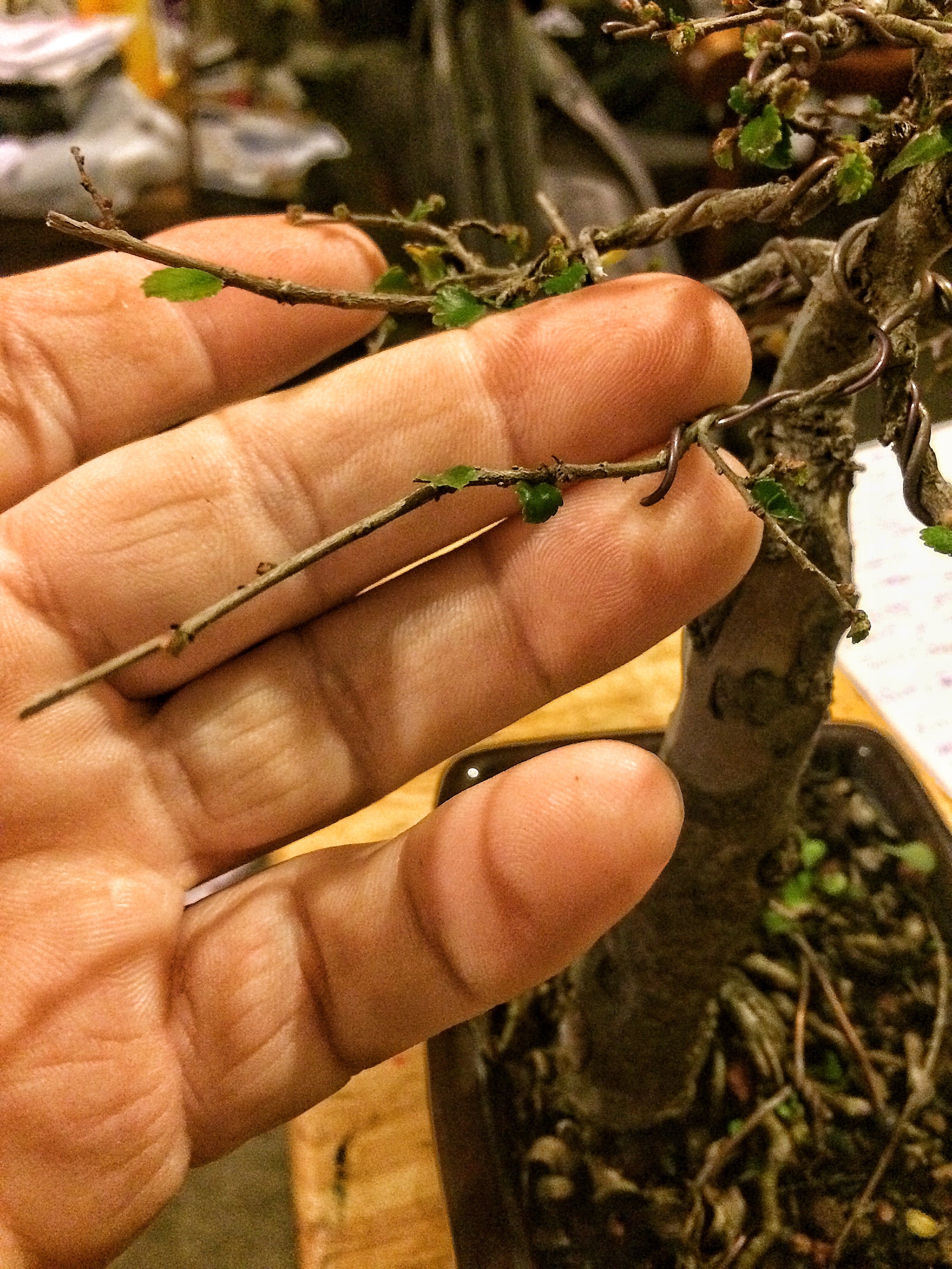 A slightly neglected Chinese elm – Adam's Art and Bonsai Blog