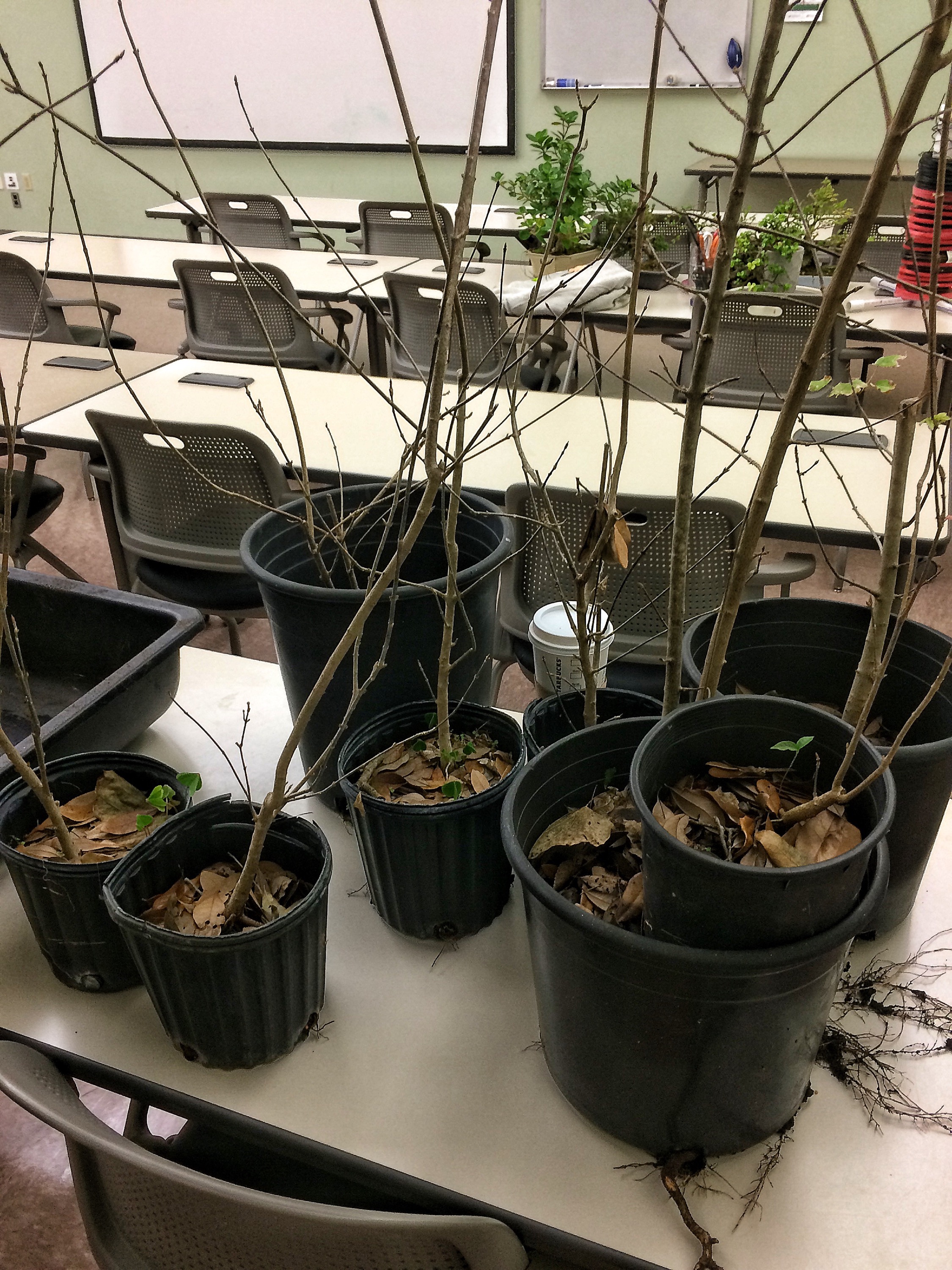 Fusing trident maple trunks – Adam's Art and Bonsai Blog