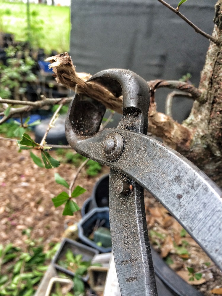 Why I “waste” my time on “bad” trees or, I don’t give a damn about my ...