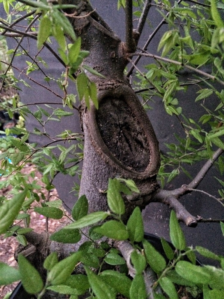 Why I “waste” my time on “bad” trees or, I don’t give a damn about my ...