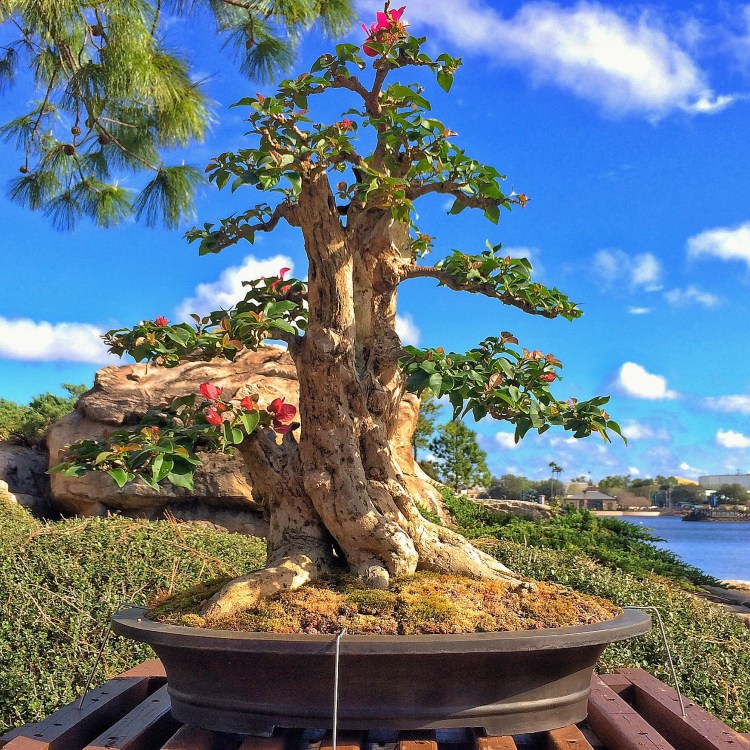 The trees of the 2015 Epcot International Flower and Garden show – Adam ...