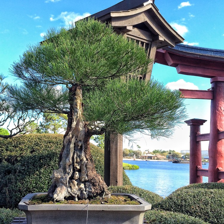 The trees of the 2015 Epcot International Flower and Garden show – Adam ...