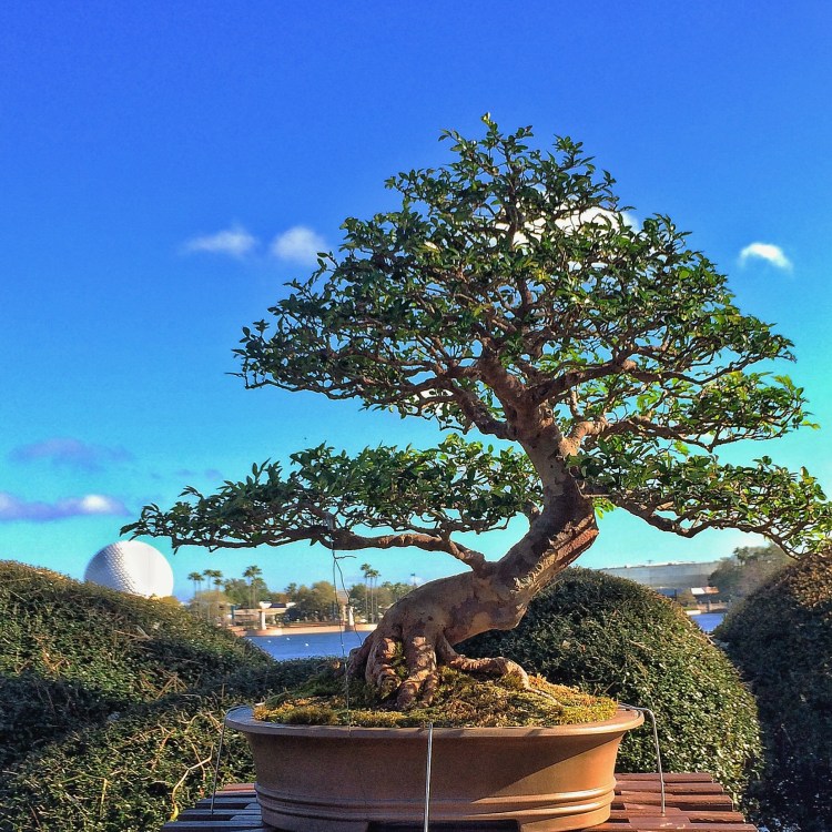 The trees of the 2015 Epcot International Flower and Garden show – Adam ...