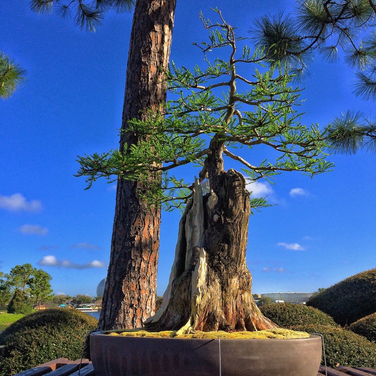 The trees of the 2015 Epcot International Flower and Garden show – Adam ...