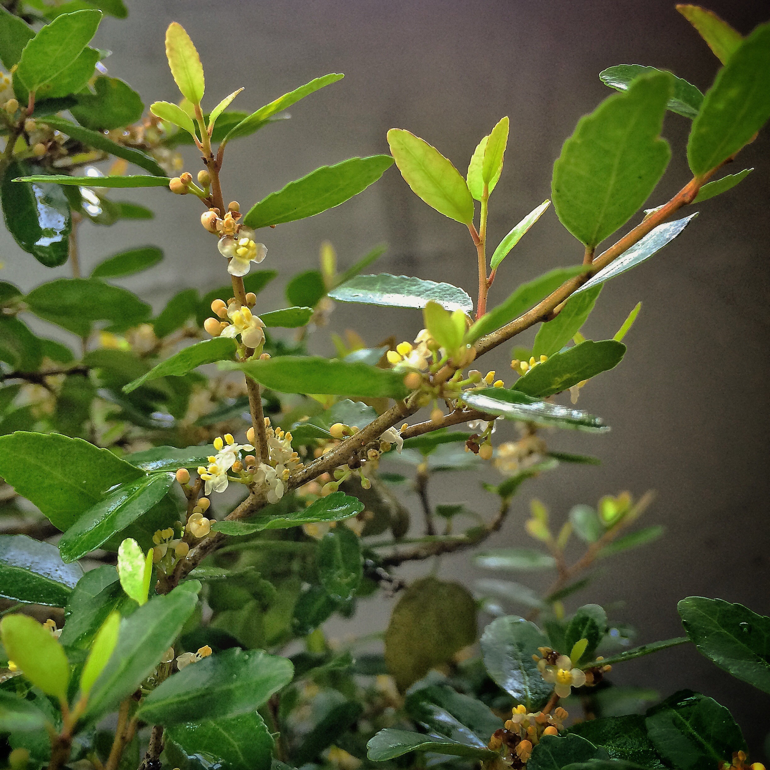 First yaupon holly work of the year – Adam's Art and Bonsai Blog