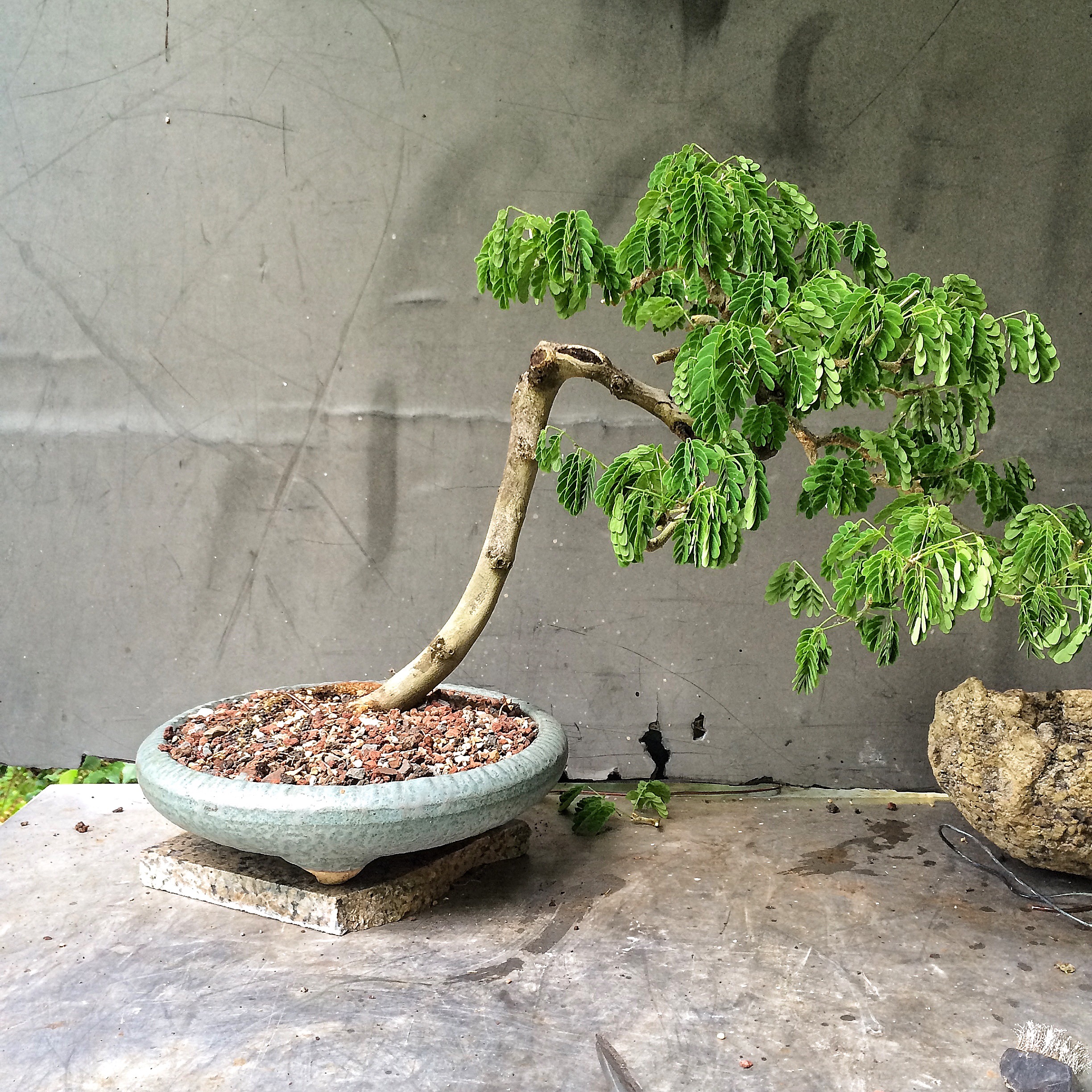 This was the Brazilian Raintree studyguide for my trip to the Cincy ...