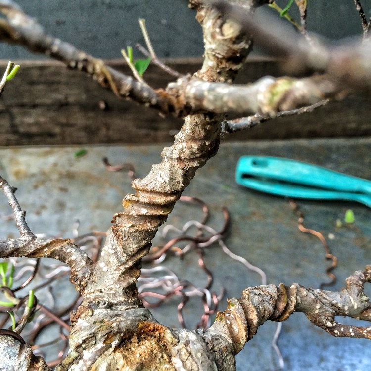 Cracked pots, wire scars, ficus in focus and some philosophy – Adam's ...