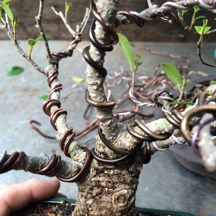Cracked pots, wire scars, ficus in focus and some philosophy – Adam's ...