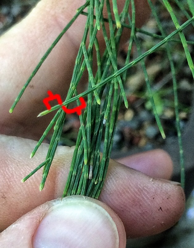 Cracked pots, wire scars, ficus in focus and some philosophy – Adam's ...