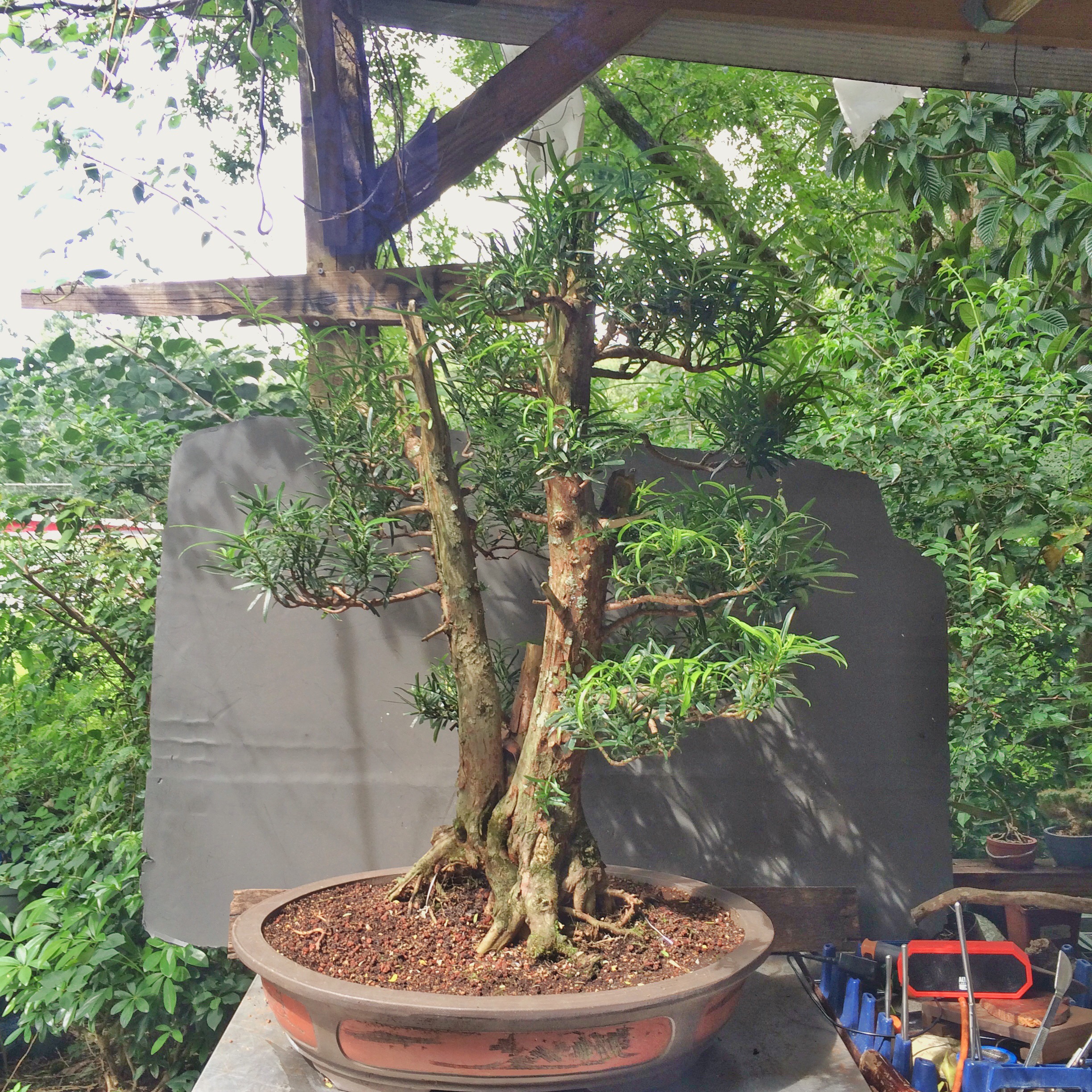 Podocarpus? Podo-crazy! – Adam's Art and Bonsai Blog