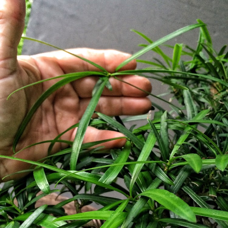 Podocarpus? Podo-crazy! – Adam's Art and Bonsai Blog