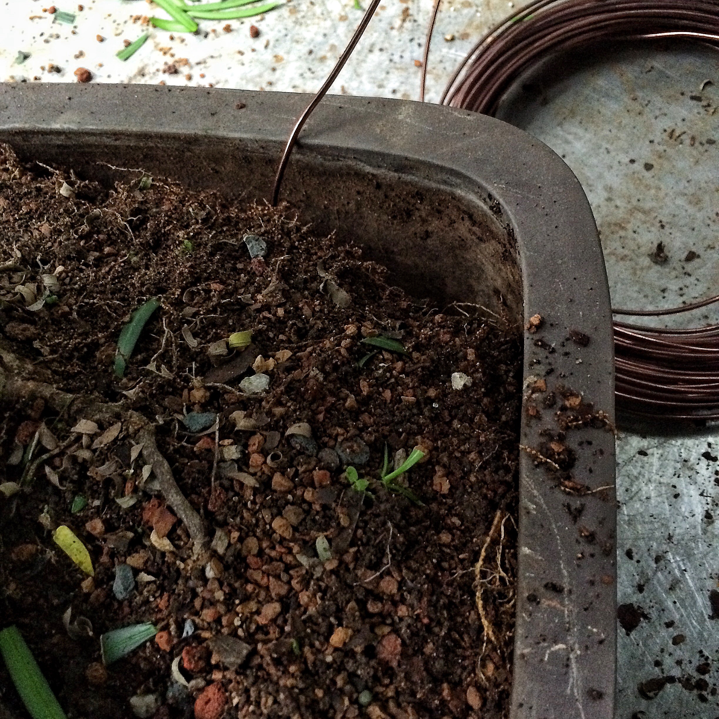 Podocarpus? Podo-crazy! – Adam's Art and Bonsai Blog