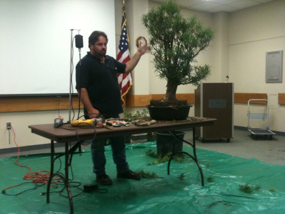 Podocarpus? Podo-crazy! – Adam's Art and Bonsai Blog