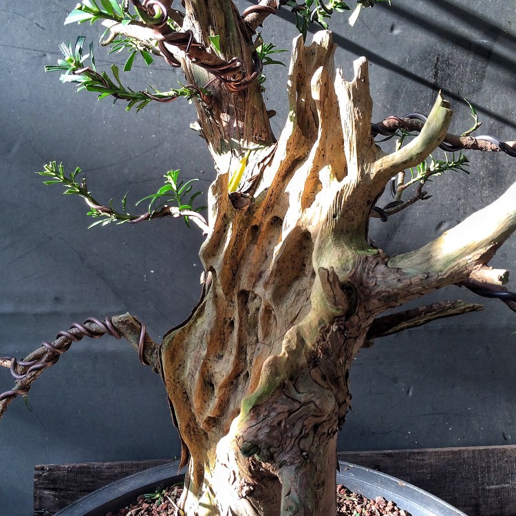 Podocarpus? Podo-crazy! – Adam's Art and Bonsai Blog