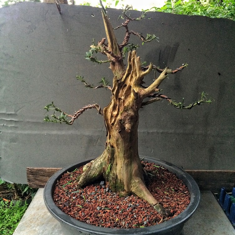 Podocarpus? Podo-crazy! – Adam's Art and Bonsai Blog