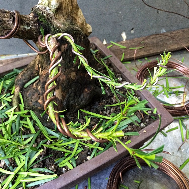 Podocarpus? Podo-crazy! – Adam's Art and Bonsai Blog