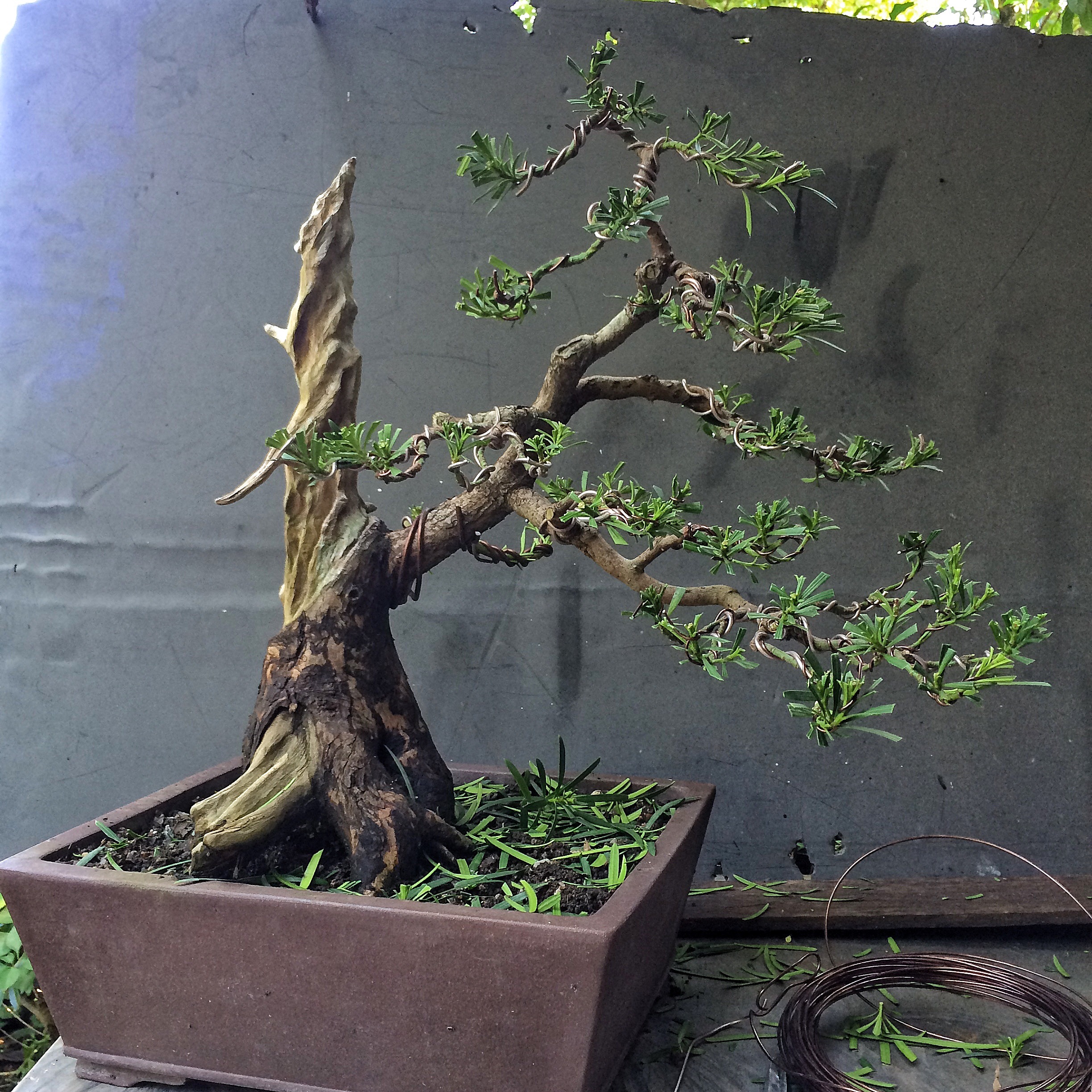 Podocarpus? Podo-crazy! – Adam's Art and Bonsai Blog