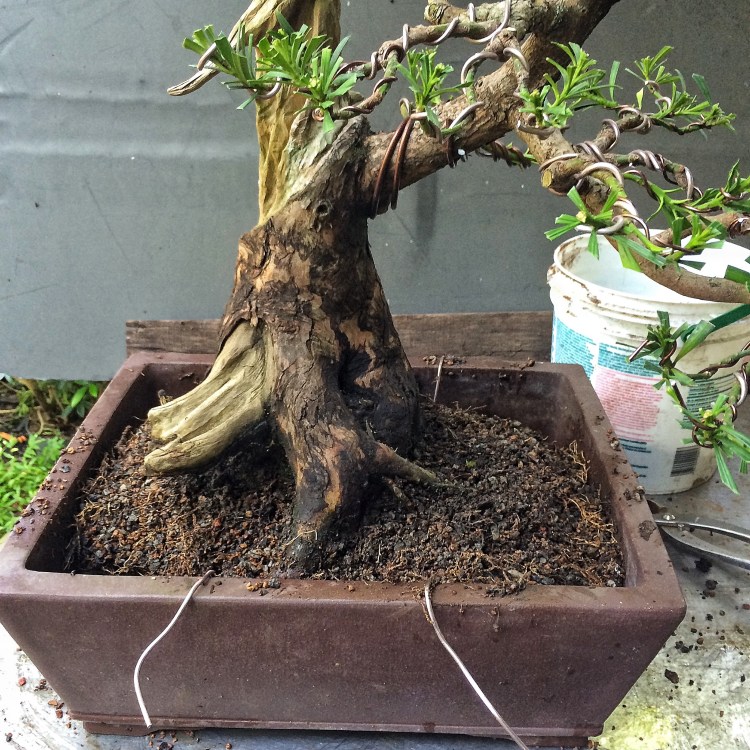 Podocarpus? Podo-crazy! – Adam's Art and Bonsai Blog