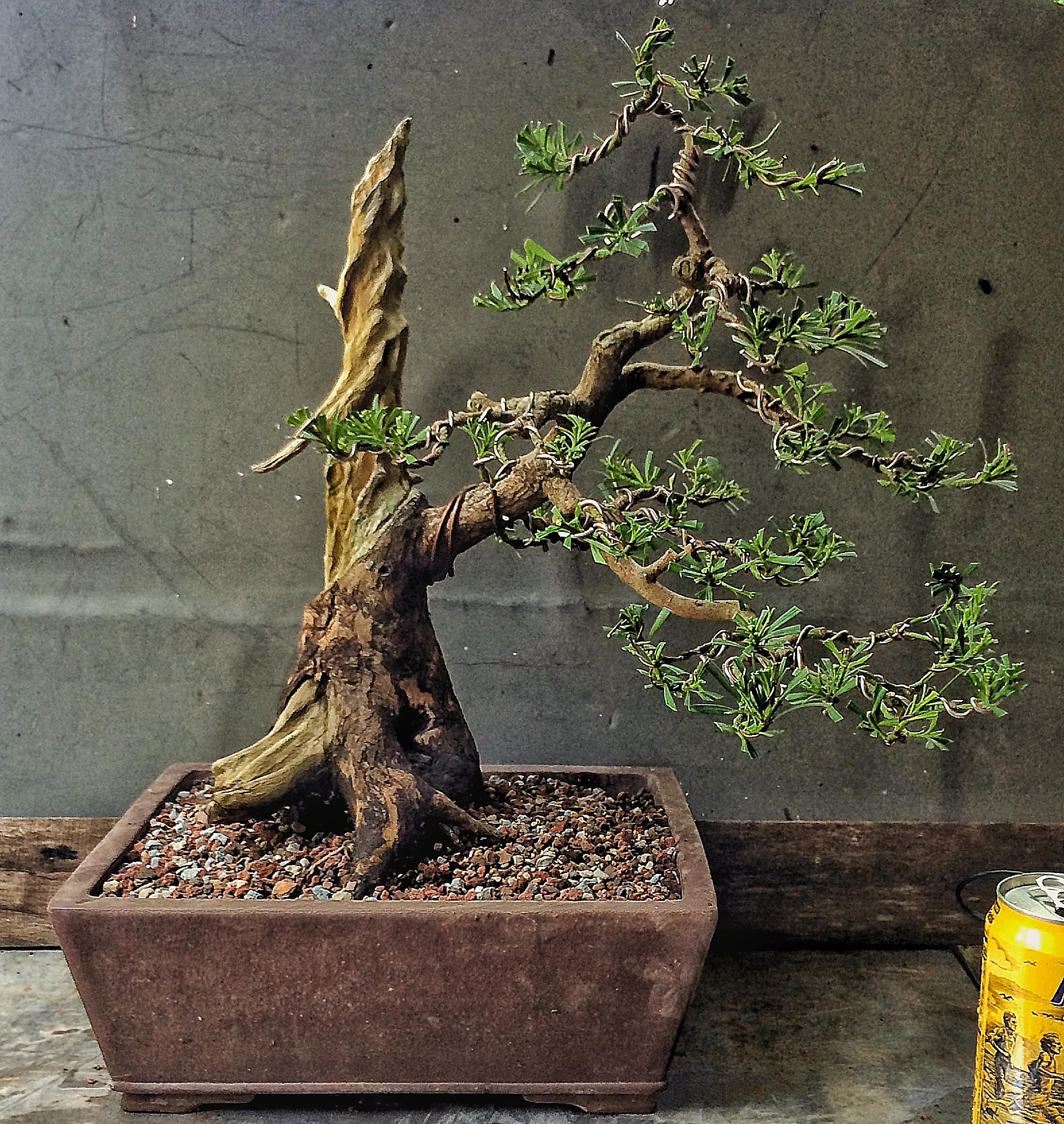 Podocarpus? Podo-crazy! – Adam's Art and Bonsai Blog