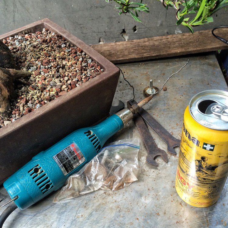 Podocarpus? Podo-crazy! – Adam's Art and Bonsai Blog