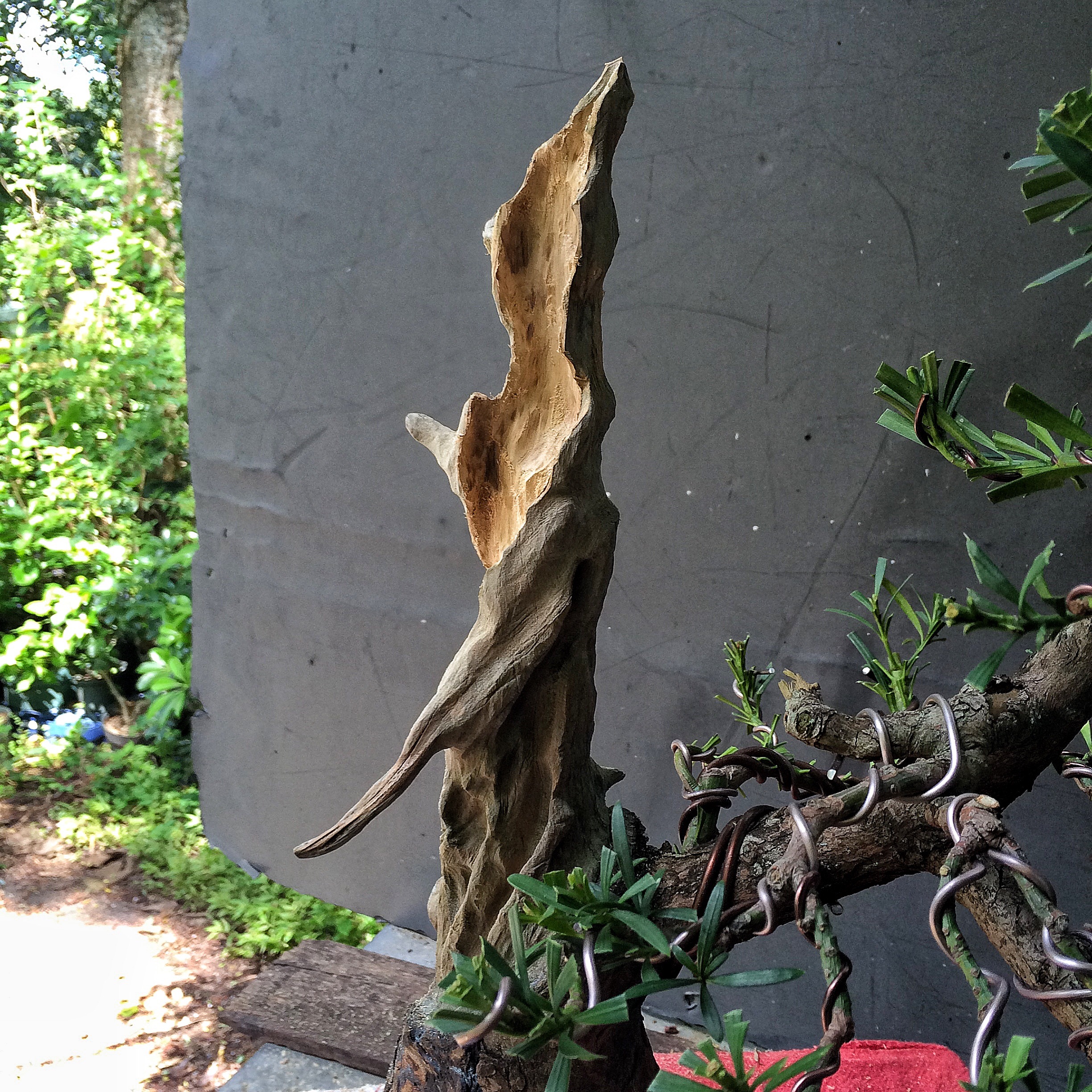 Podocarpus? Podo-crazy! – Adam's Art and Bonsai Blog