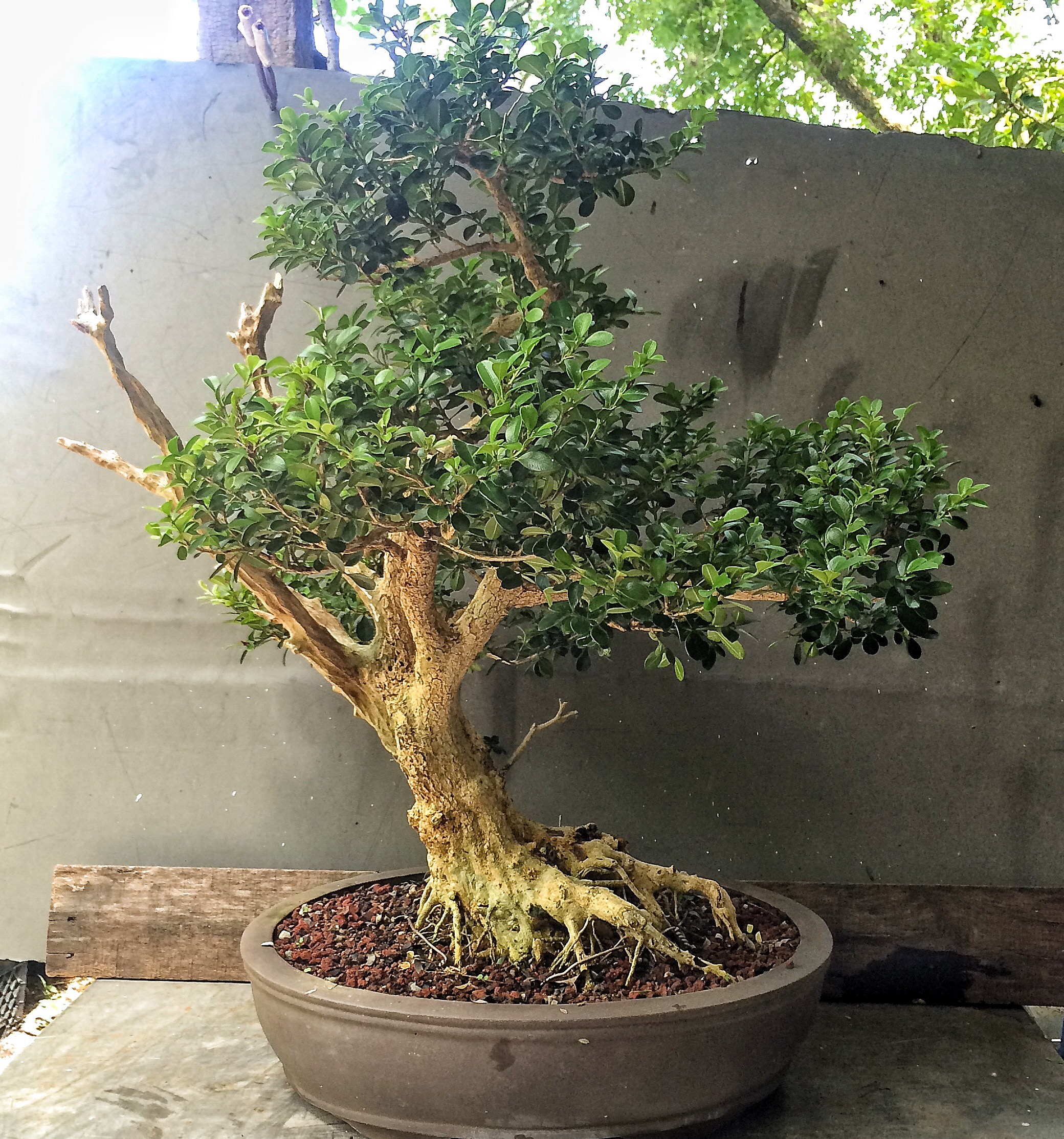 Japanese boxwood redux – Adam's Art and Bonsai Blog