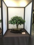 A demo tree I just couldn’t give up – Adam's Art and Bonsai Blog