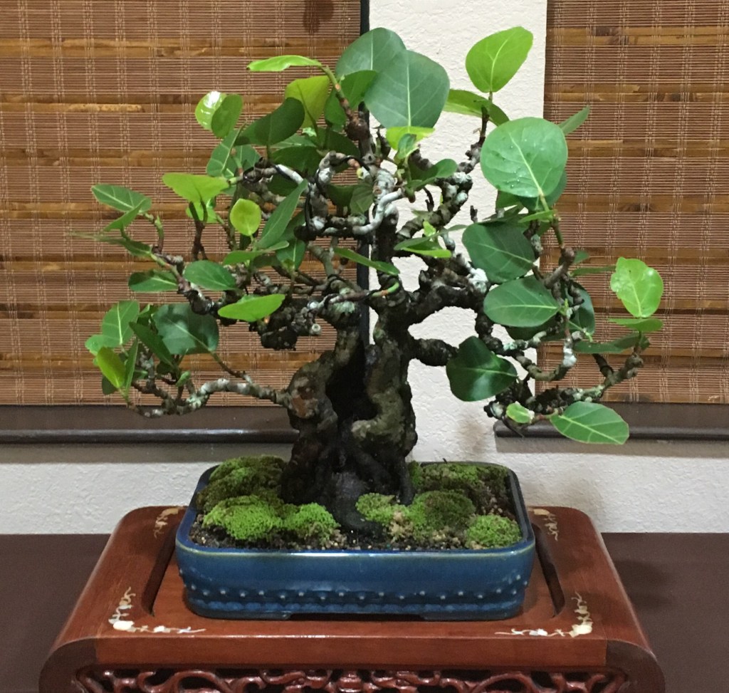 A demo tree I just couldn’t give up – Adam's Art and Bonsai Blog