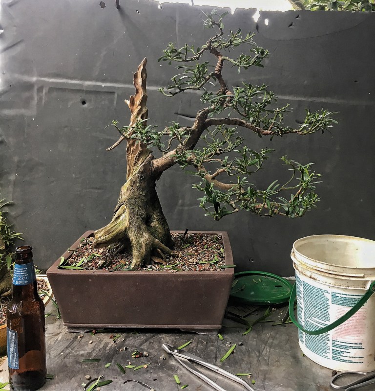 I use some fancy words to justify my defoliation habit, go figure ...