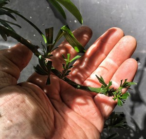 I use some fancy words to justify my defoliation habit, go figure ...