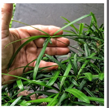 I use some fancy words to justify my defoliation habit, go figure ...