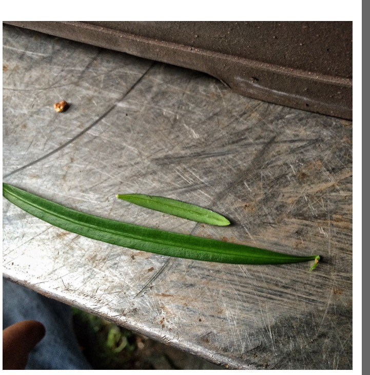 I use some fancy words to justify my defoliation habit, go figure ...