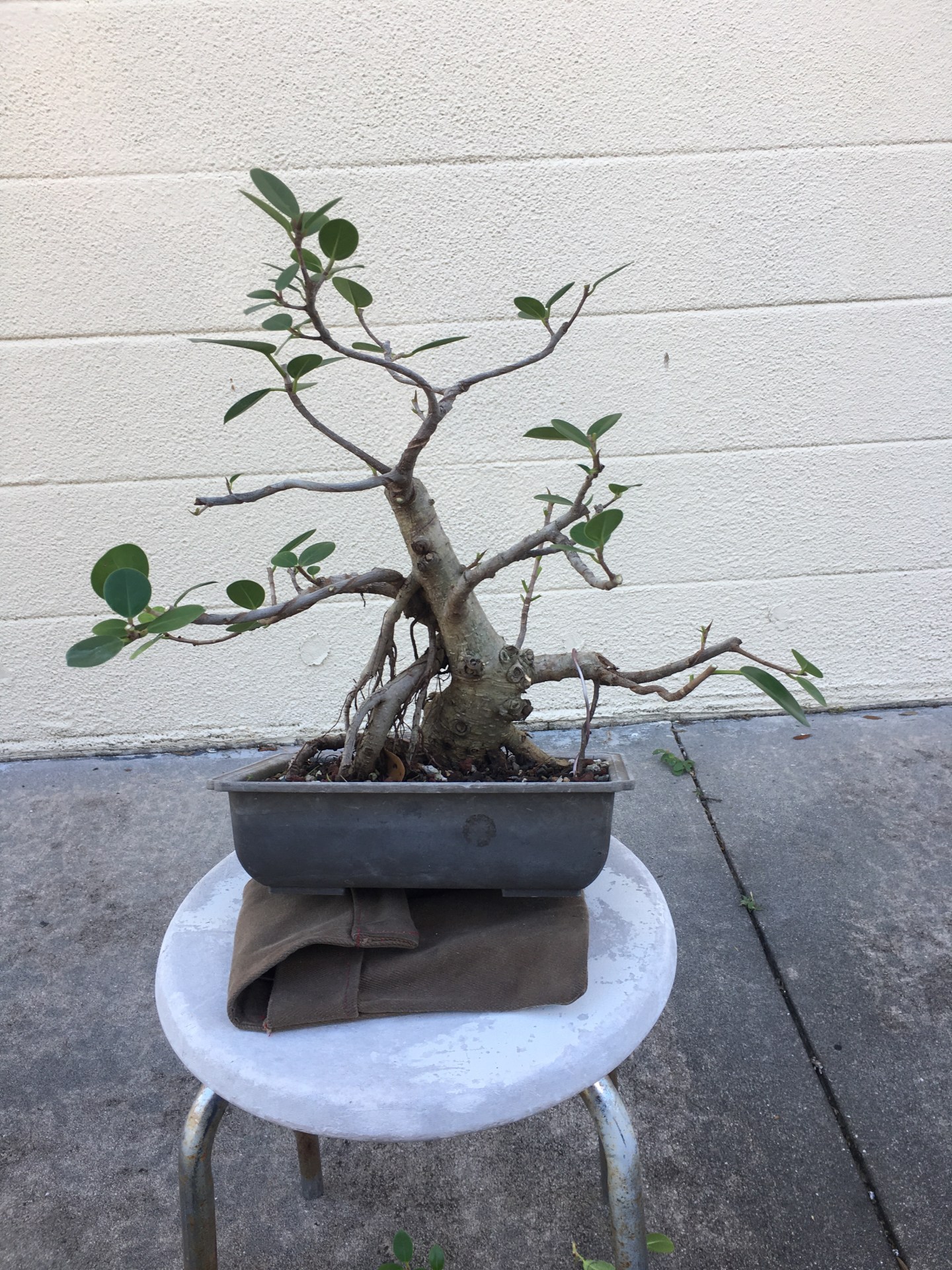 The green, green island of ficus – Adam's Art and Bonsai Blog
