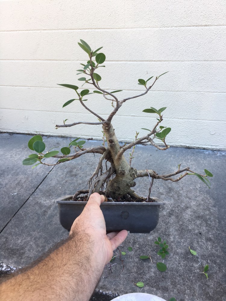 The return of the Bonsai Turkey – Adam's Art and Bonsai Blog