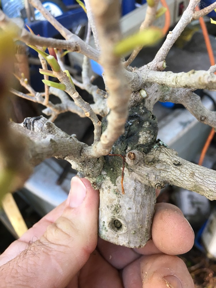 Can you say “taper”? – Adam's Art and Bonsai Blog