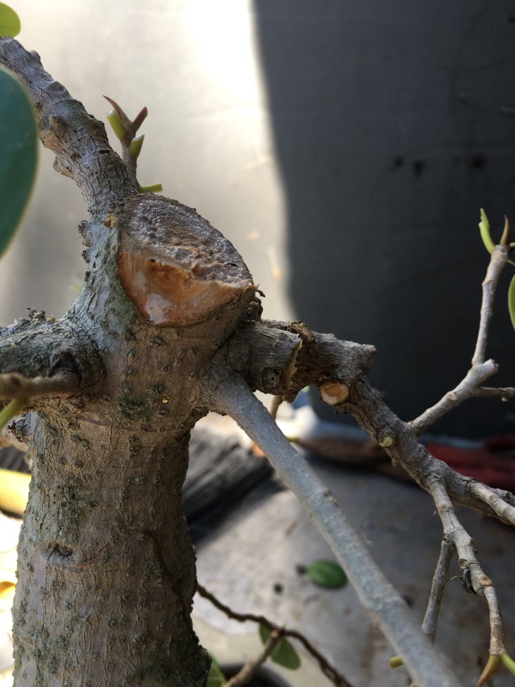 Can you say “taper”? – Adam's Art and Bonsai Blog