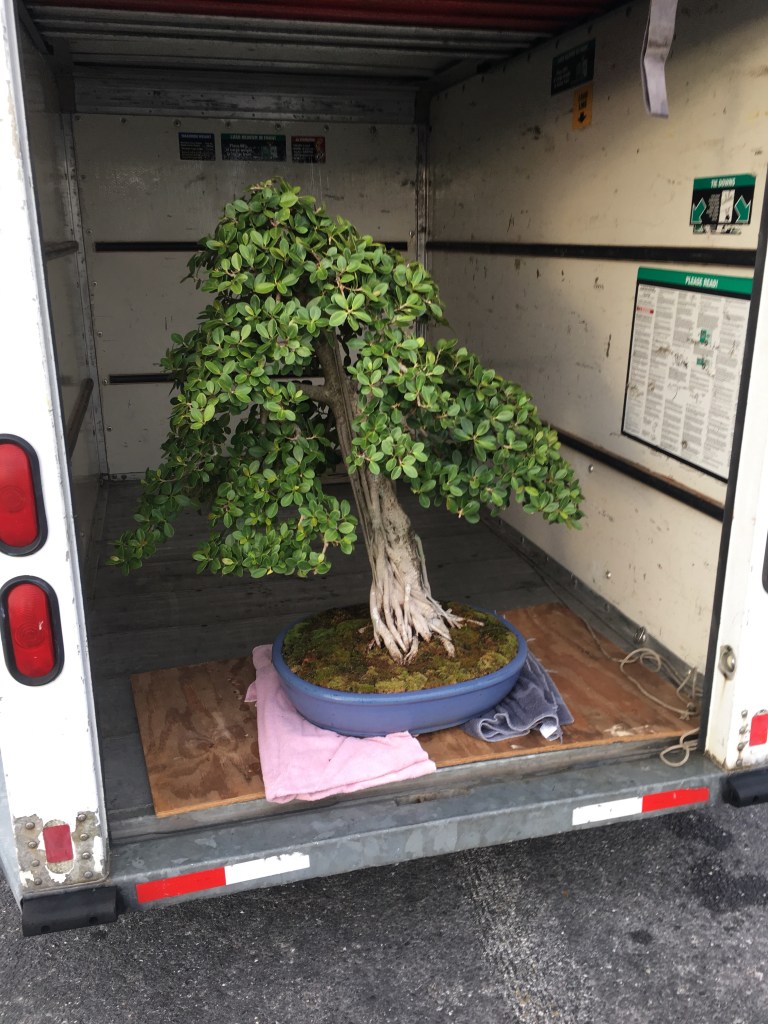 The 2018 Epcot Trees – Adam's Art and Bonsai Blog