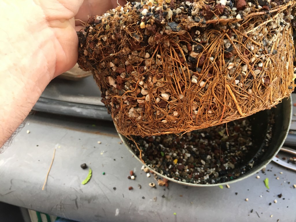 A flowering Brazilian raintree – Adam's Art and Bonsai Blog