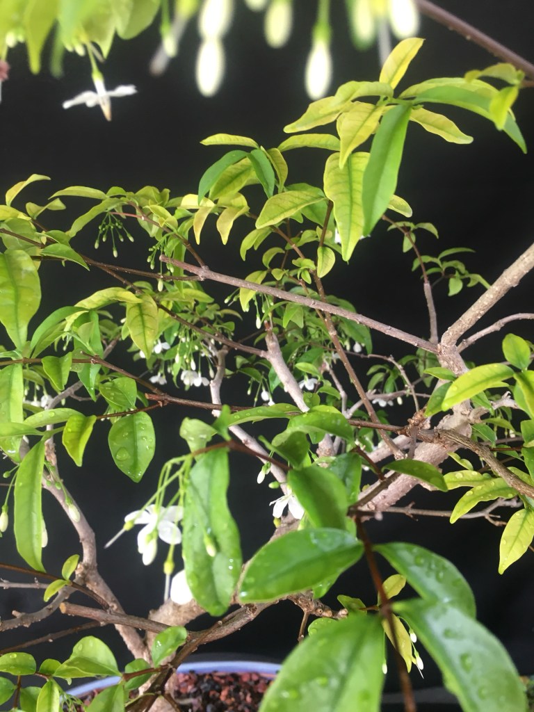 A simple Water Jasmine – Adam's Art and Bonsai Blog