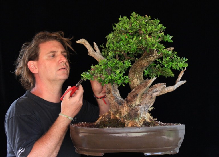 Komorebi Bonsai 2018 – Adam's Art and Bonsai Blog