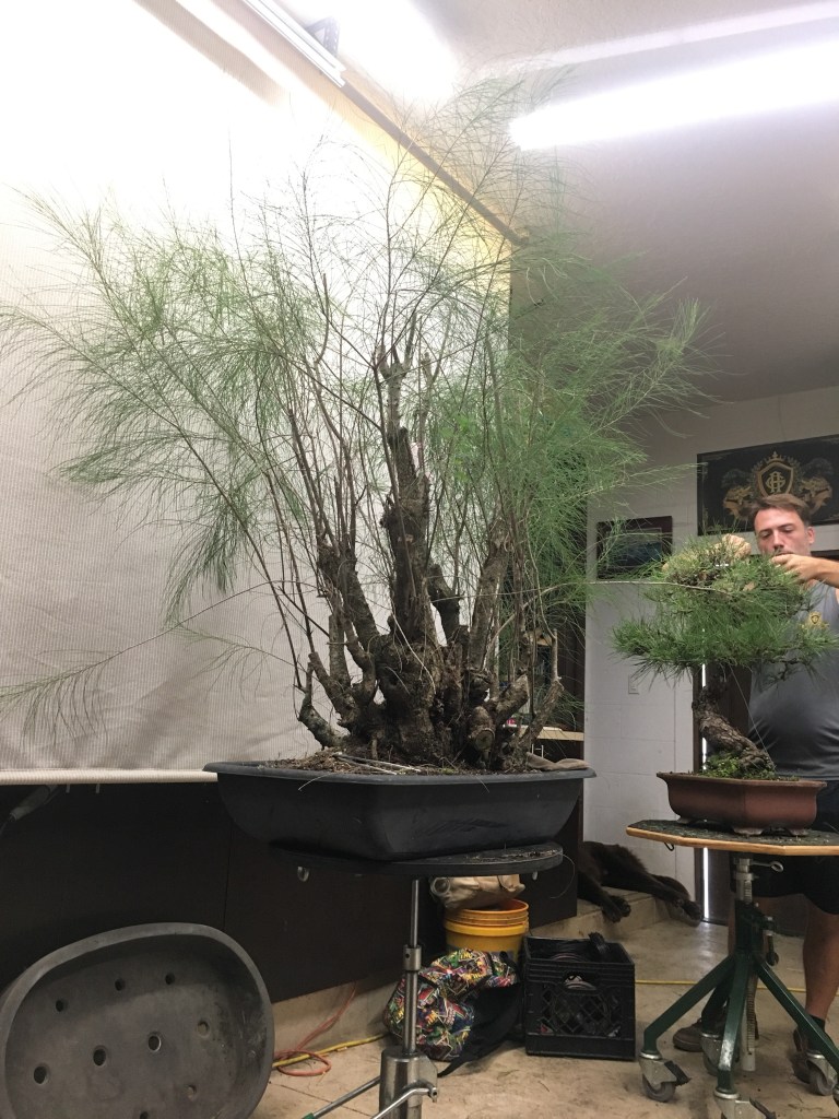 Taming a She-Oak – Adam's Art and Bonsai Blog