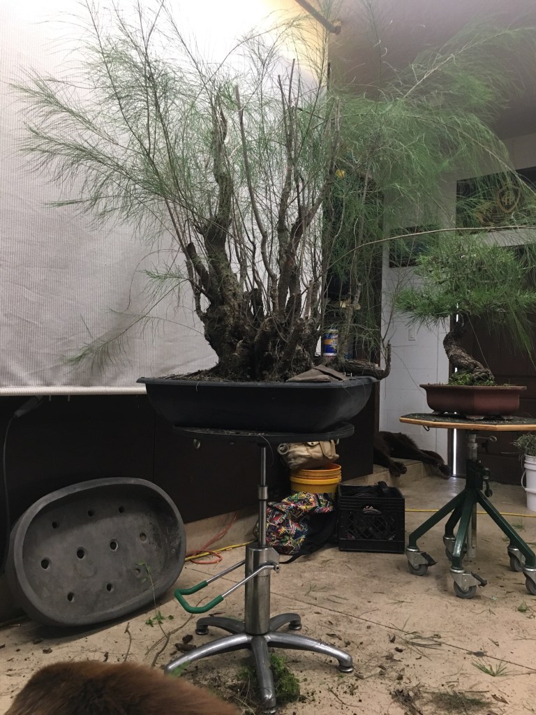 Taming a She-Oak – Adam's Art and Bonsai Blog